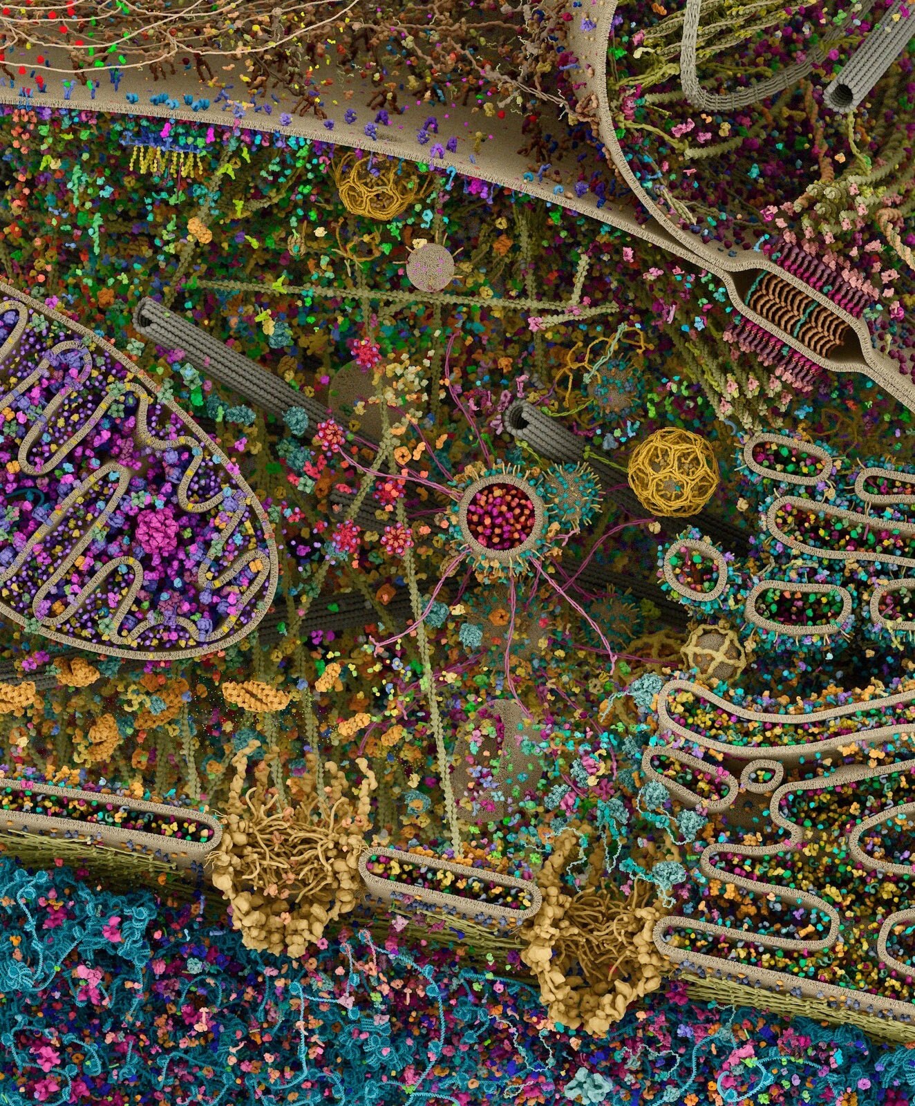 The Most Accurate Image Of A Human Cell Ever Taken Samim